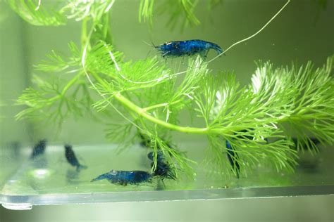 Set Of Fast Growth Shrimps Nutrition For Blue Dream Velvet Shrimps Neocaridina Freshwater