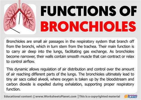 Functions Of Bronchioles