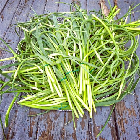 Garlic Scape When To Harvest At Patricia Witcher Blog