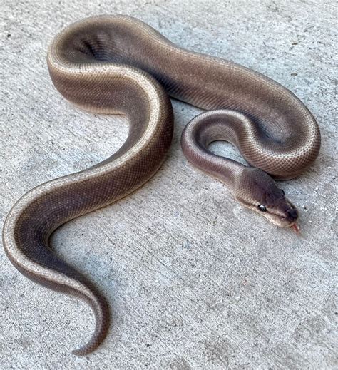 Ghi Lesser G Stripe Ball Python By Asr Genetic Art Morphmarket