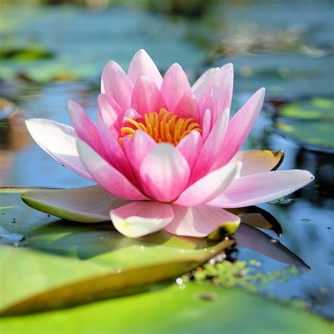 What Is The Lotus Sex Position How To Do It Per Experts