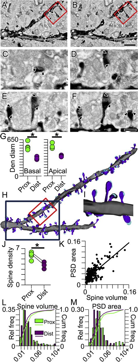 Balanced Synaptic Impact Via Distance Dependent Synapse Distribution And Complementary