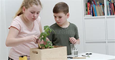 Hermano Joven Y Hermana Que Plantan Las Plantas En Una Caja De Madera
