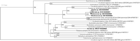 Positive Control Uncultured Clones 1b15 Bd5265 1b7 Bd5266 And Download Scientific Diagram