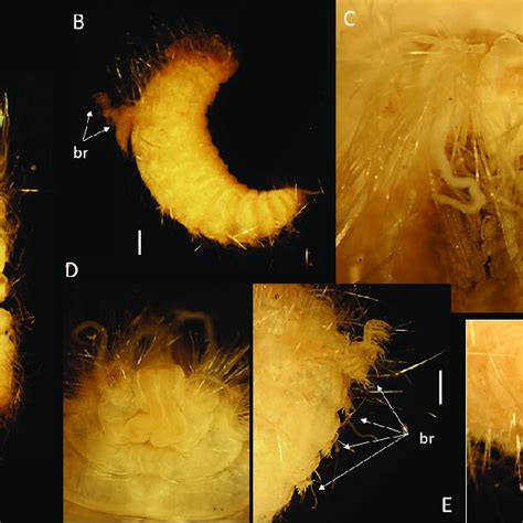 Measures For The Female Described Of Cephalurus Cephalus Download