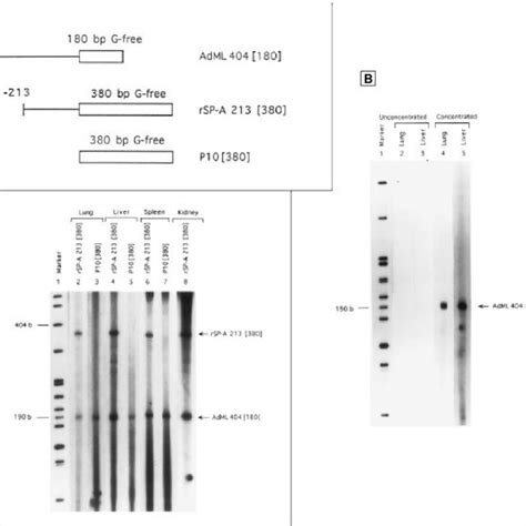 Schematic Representation Of In Vitro Transcription Constructs And In Download Scientific