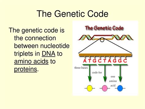 Protein Synthesis Ppt Download