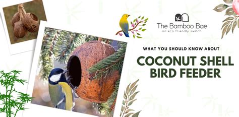 What You Should Know About Coconut Shell Bird Feeder The Bamboo Bae