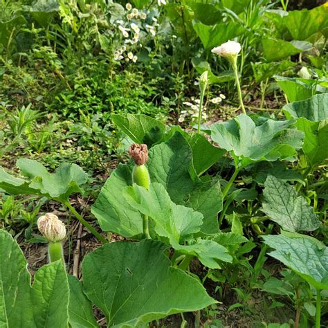 文丘里式减温器工作原理及优缺点调节蒸汽冷却水 文丘里式减温器工作原理及优缺点调节蒸汽冷却水