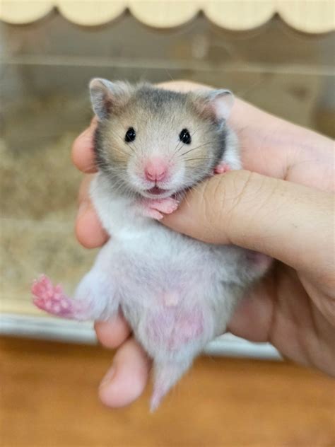 7월 첫번째 햄스터 분양 골든햄스터 네이버 블로그