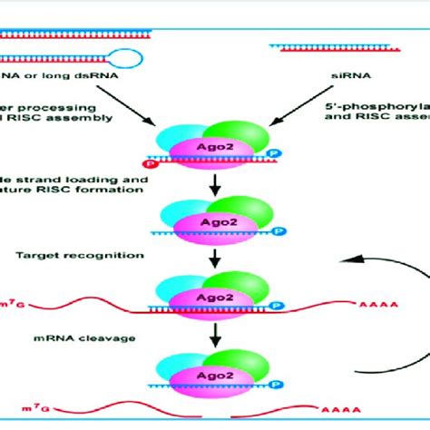Pdf Rna Interference Rnai Applications To The Management Of Fall Armyworm Spodoptera