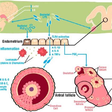 Schematic Representation Of The Redundancies Between Toll Like Receptor