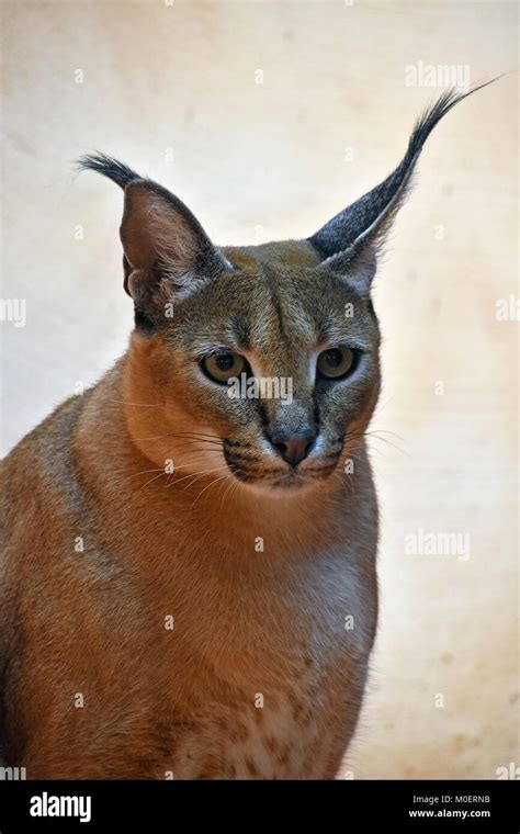 African Cat Long Ears At Alexander Jarrett Blog