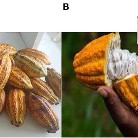 Figure E A Cocoa Pods B Cocoa Pulp Covering The Seeds Licensed By