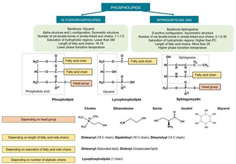 Classification And Functions Of Phospholipids Boc Sciences