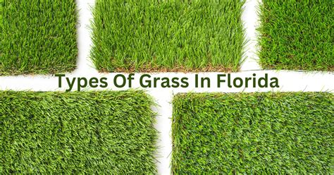 Types Of Grass In Florida DoneRights