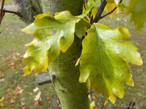 Buk Lesní Quercifolia Fagus Sylvatica Listy Rostliny