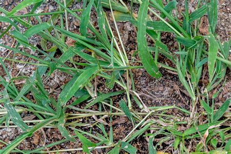 Crab Grass Explanation At Tarah Gordon Blog
