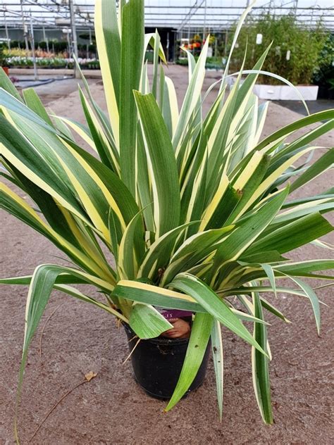 Iris Tect Cruella D And M Garden Centre