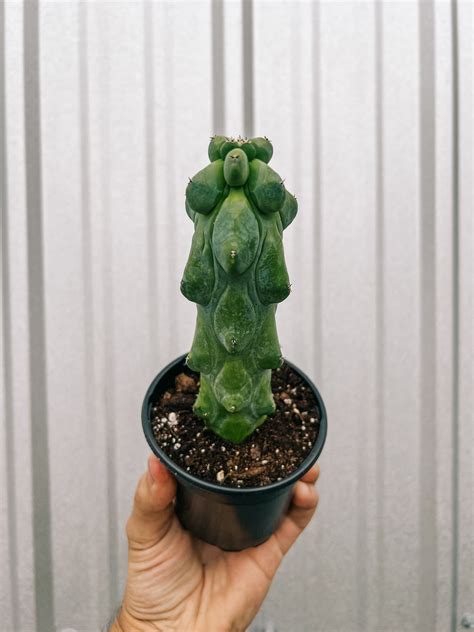 4 Myrtillocactus Geometrizans Boobie Cactus Bwh Plant Co