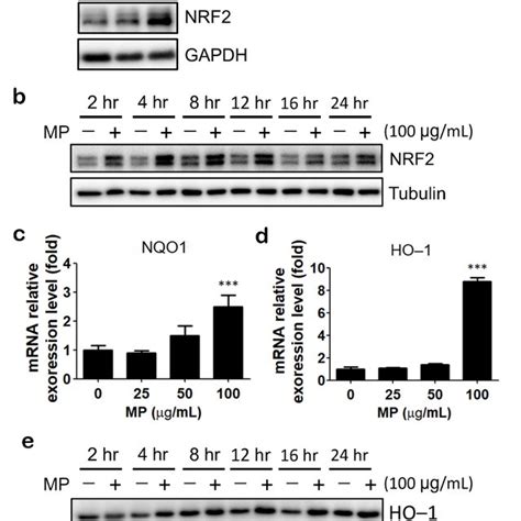 Mp Fraction Activated Nrf2 Signaling Pathway In Hacat Cells A Hacat