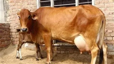 ২ দাঁত ৪ দাত গাভী কিনুন খামার উপযুক্ত। Youtube