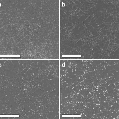 Sem Image Of Typical Si 1 X Ge X Nws Growth Substrates Showing A High