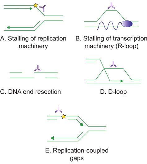 Video Quantifying Replication Stress In Ovarian Cancer Cells Using