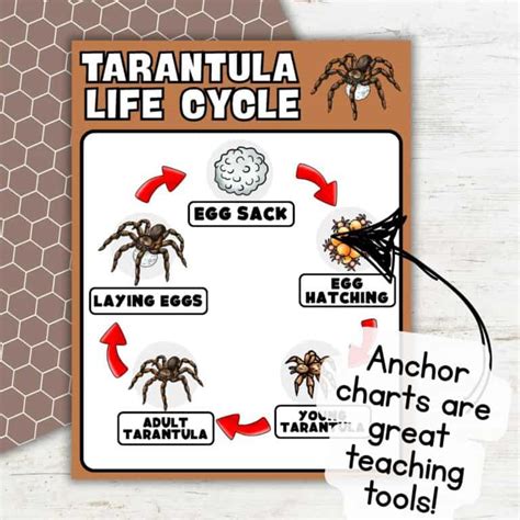 Tarantula Life Cycle Diagram For Preschool Learning