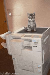 Copy Paste S Find And Share On Giphy