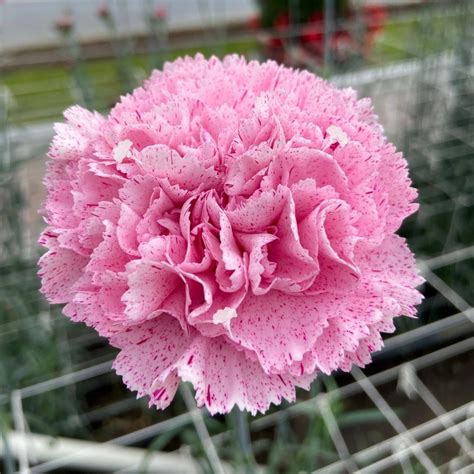 Lavender Pixel Sb Talee