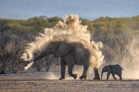 Wildlife Photography Course Start Learning Now