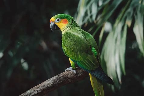 The Essential Guide To Owning An Amazon Parrot Vet Verified