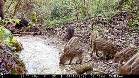 Wb Prova Stqnm Fsod Wanx Object Detection Dataset By Roboflow20temp