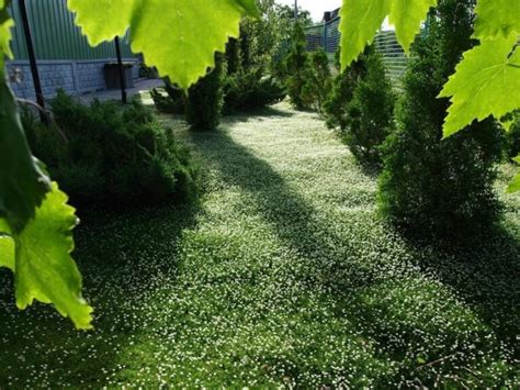 Мшанка шиловидная купить по низкой цене с доставкой напрямую от питомника растений Алёна Парк