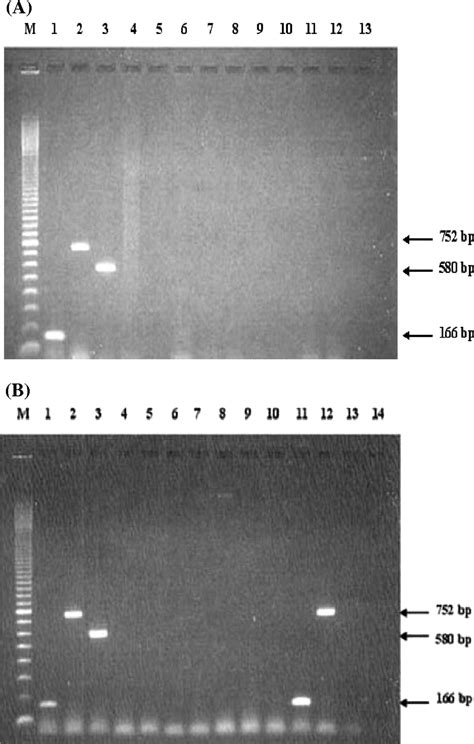 Differential Detection Of Entamoeba Histolytica Entamoeba Dispar And