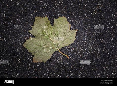 A Dead Sycamore Acer Pseudoplatanus Leaf Lying On The Ground In The Autumn In England In The Uk
