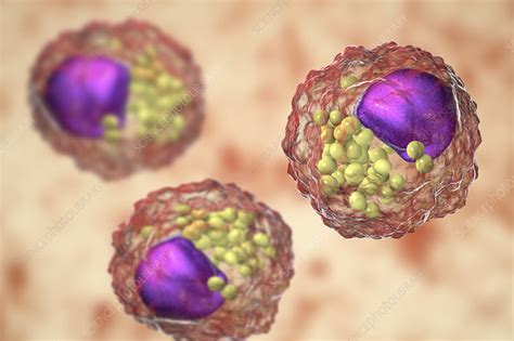Macrophage Foam Cell Illustration Stock Image F Science Photo Library