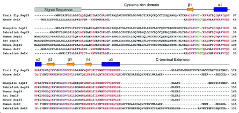 Structure Based Multiple Sequence Alignment Of Selm And Sep15 Homologs