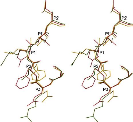 Stereoscopic Presentation Of The Superposition Of The Reactive Site Download Scientific Diagram