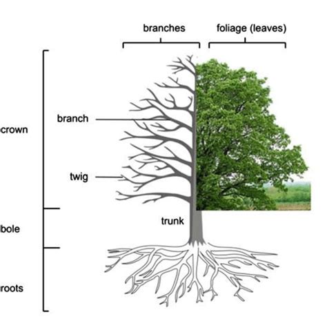 The Structure Of A Tree Ningal Et Al Download Scientific Diagram