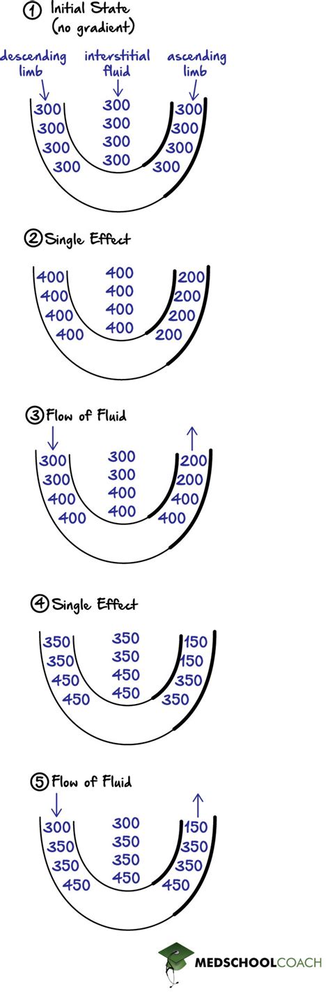 Loop Of Henle And Countercurrent Multiplication Mcat Biology