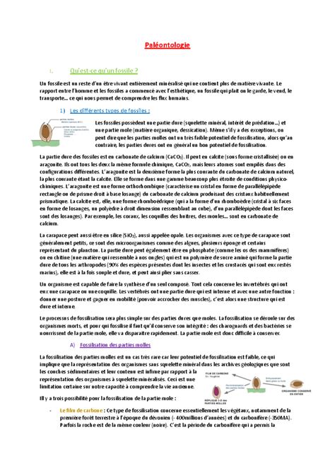 Les Différents Types De Fossiles Et Les Processus De Fossilisation Paléontologie I Quest Ce