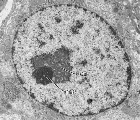 核仁在he染色切片上到底呈嗜碱性还是嗜酸性？ 知乎