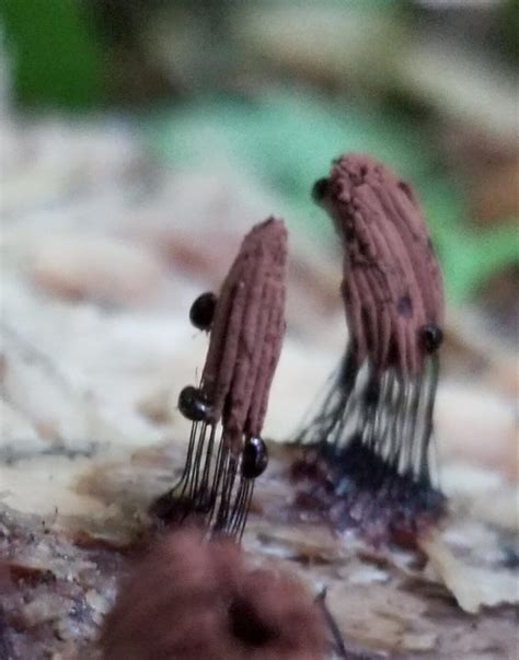 Sensational Slime Molds Piedmont Master Gardeners