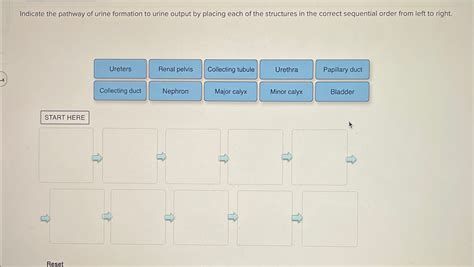 Solved Indicate The Pathway Of Urine Formation To Urine
