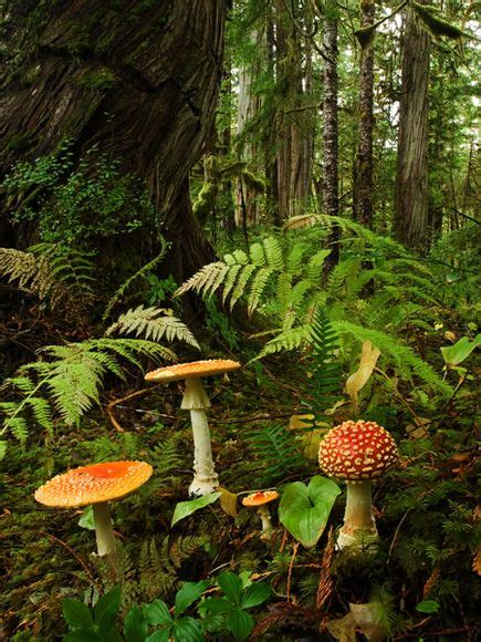 Plants Temperate Rainforests