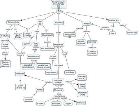 C5 Macromolecules What Chemicals Are Important To Life And What Are Their Functions