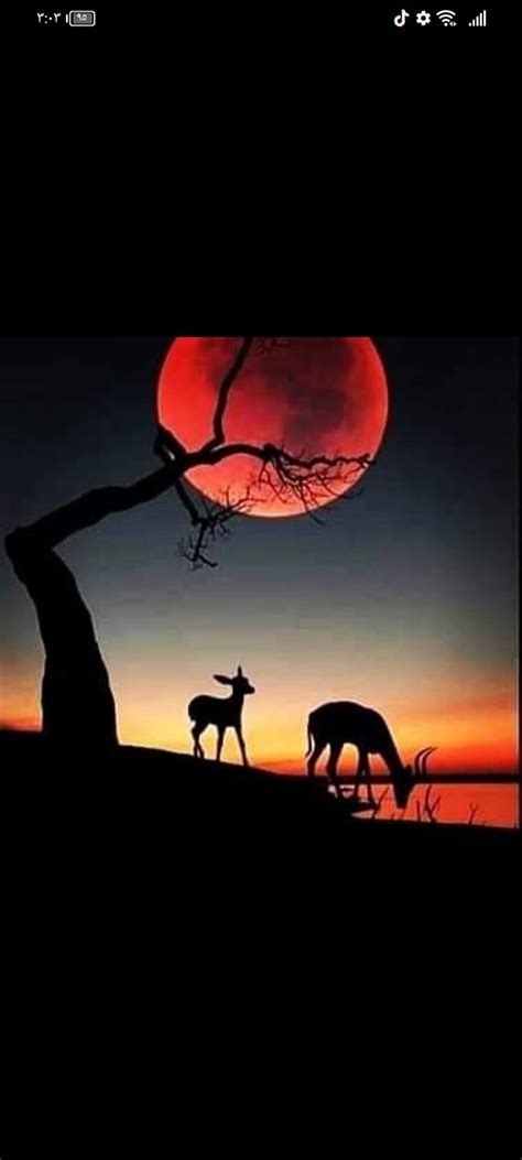 قصص اسلاميه للاطفال Facebook