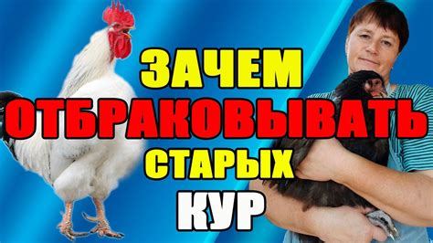 Зачем ОТБРАКОВЫВАТЬ старых кур. Подготовка кур к зиме. - YouTube